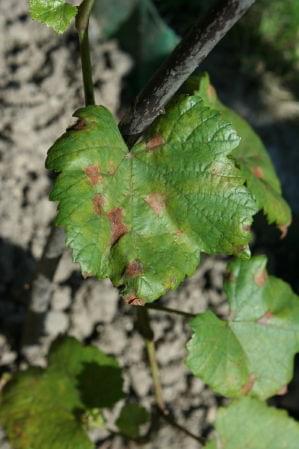 Proszę o pomoc w identyfikacji i leczeniu : Choroby i szkodniki ...